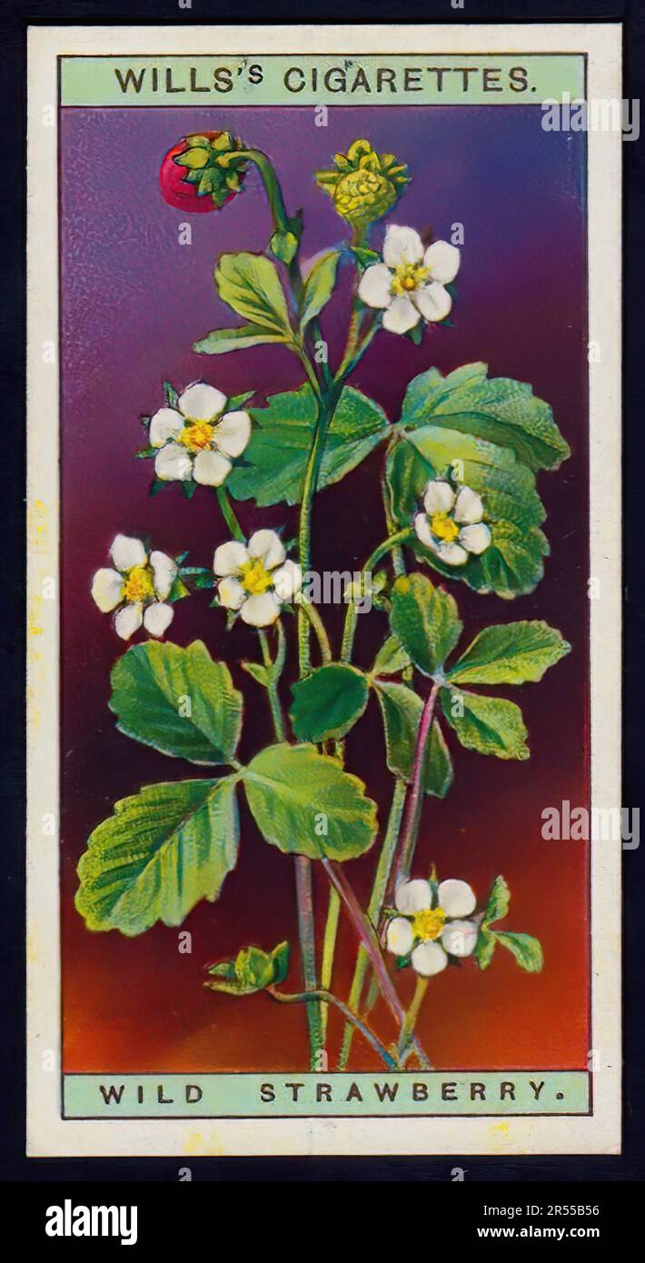Wild Strawberry - Vintage Cigarette Card Stock Photo - Alamy