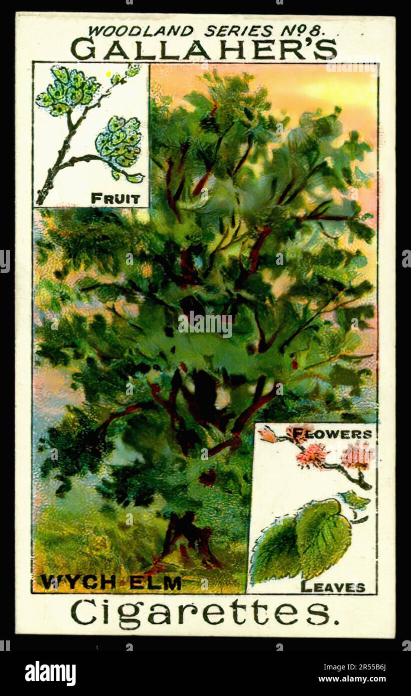 Wych Elm Tree - Vintage Cigarette Card Stock Photo - Alamy