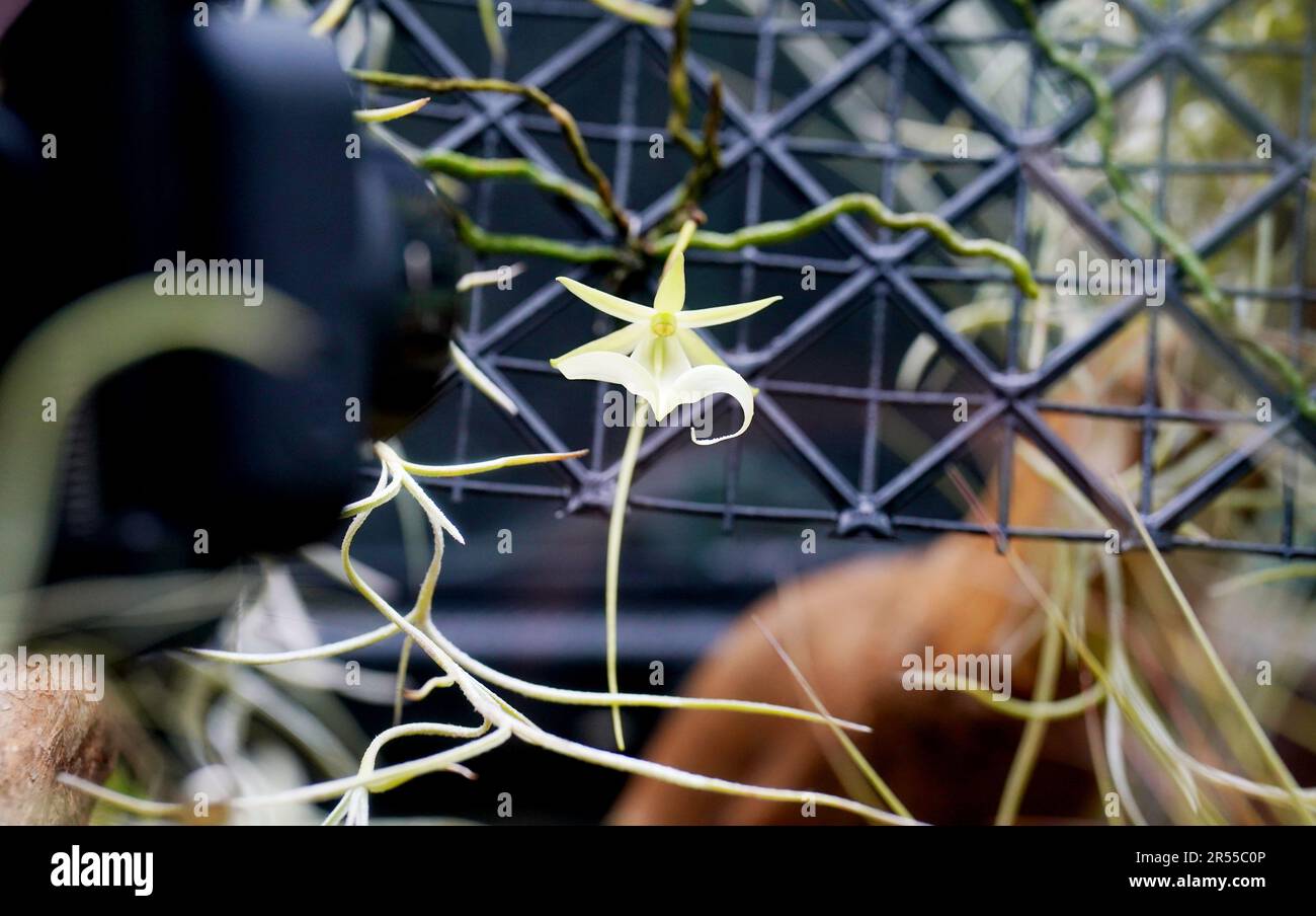 A Florida ghost orchid blooms at the Royal Botanic Gardens, Kew ...