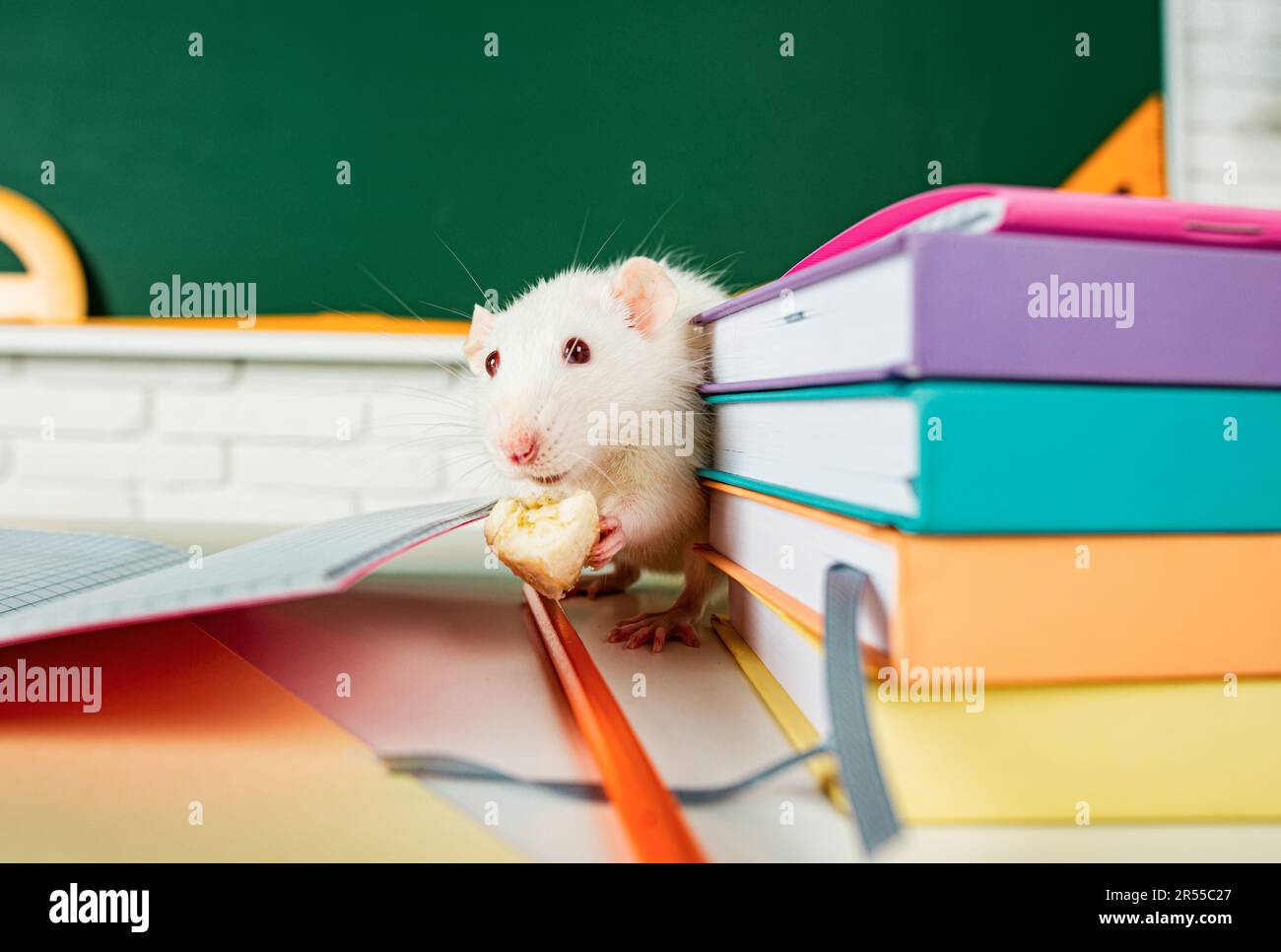 Education, science, school, learn and study concep. Funny animals white ...