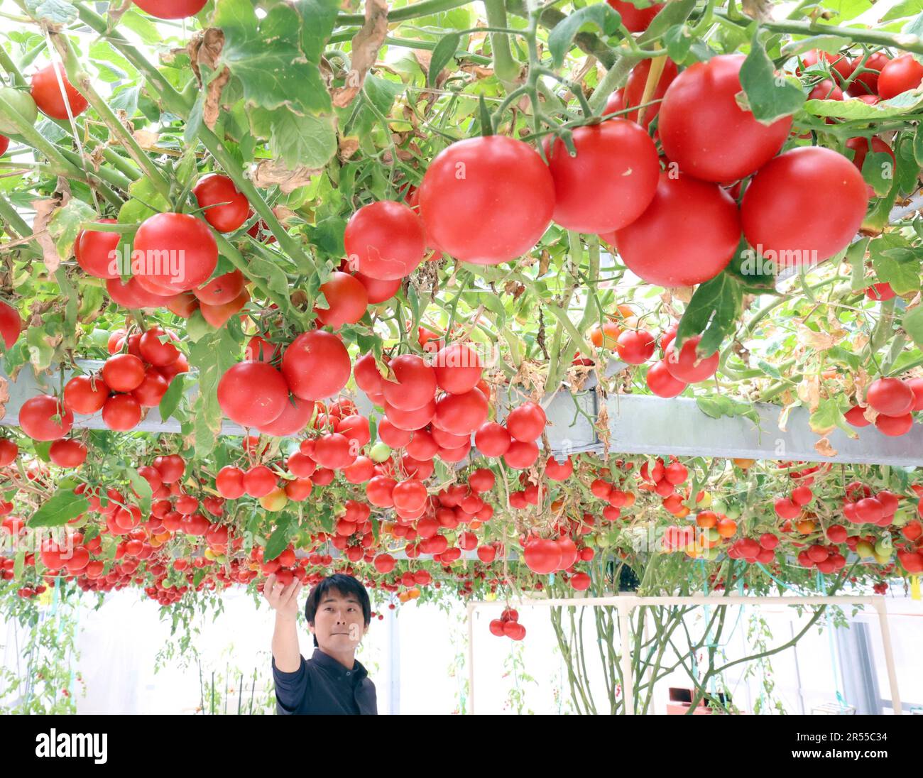 An agricultural researcher checks hanging tomato plants at Tokai City ...