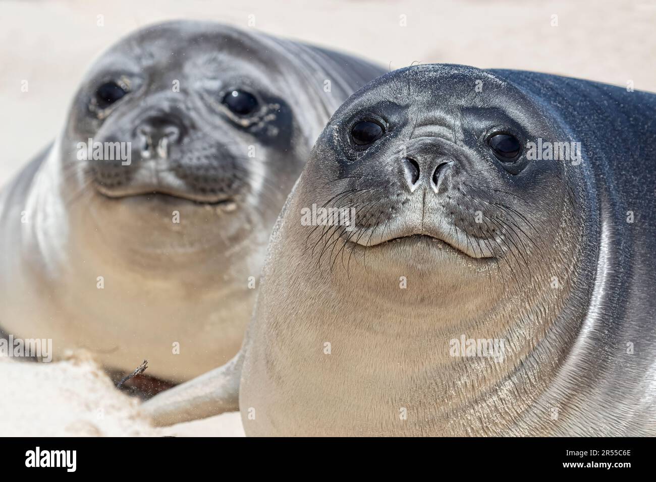 Southern Elephant Seal weener pups Stock Photo - Alamy