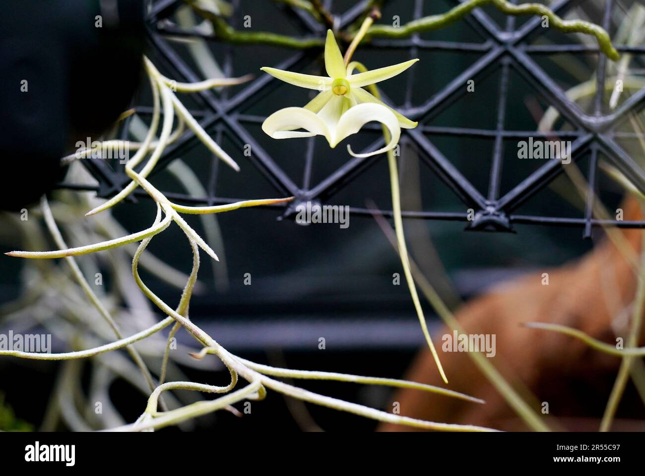 A Florida ghost orchid blooms at the Royal Botanic Gardens, Kew ...