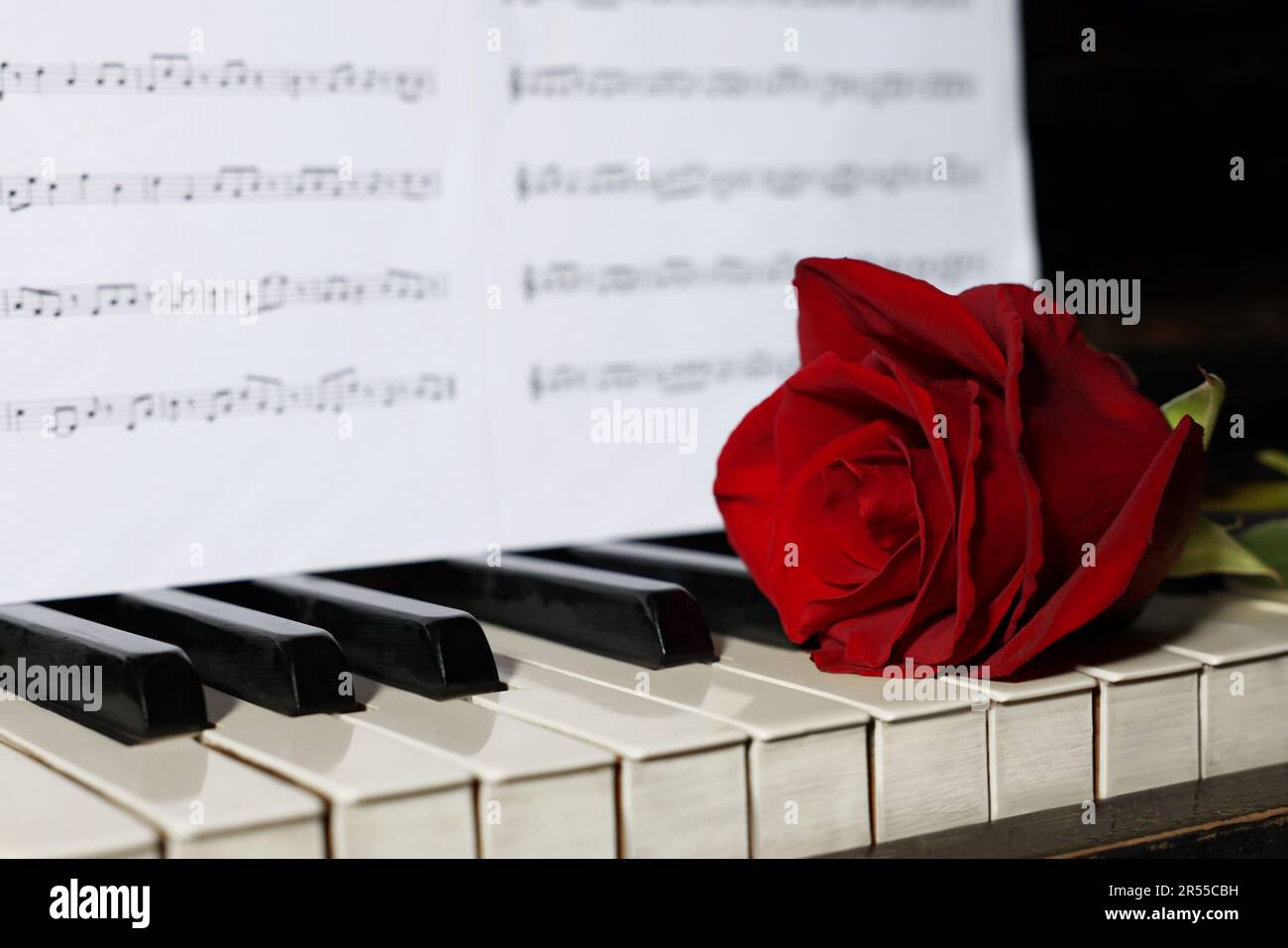 Beautiful red rose and musical notes on piano, closeup. Space for text ...