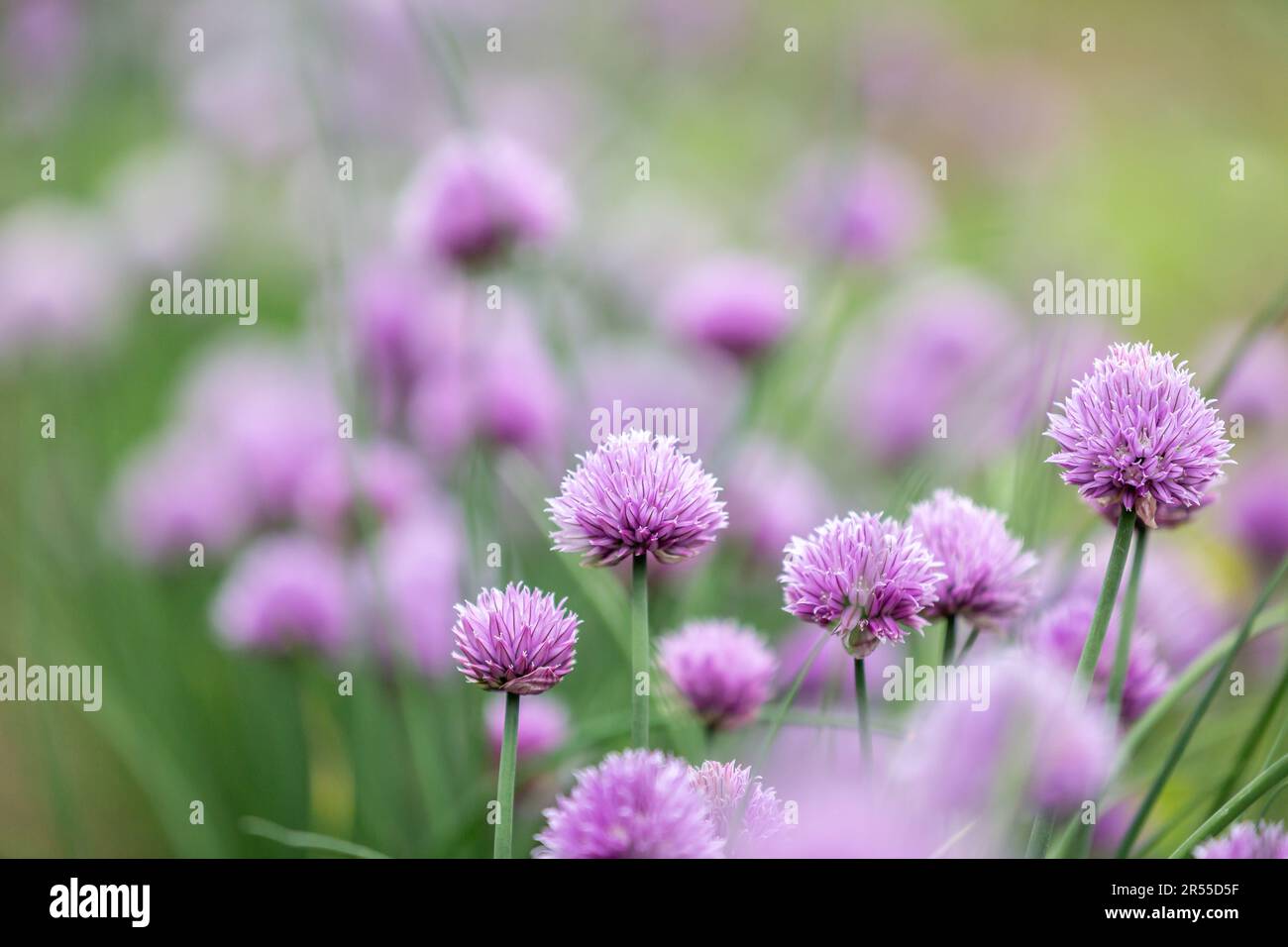Allium schoenoprasum, commonly known as chives, in bloom in late spring ...