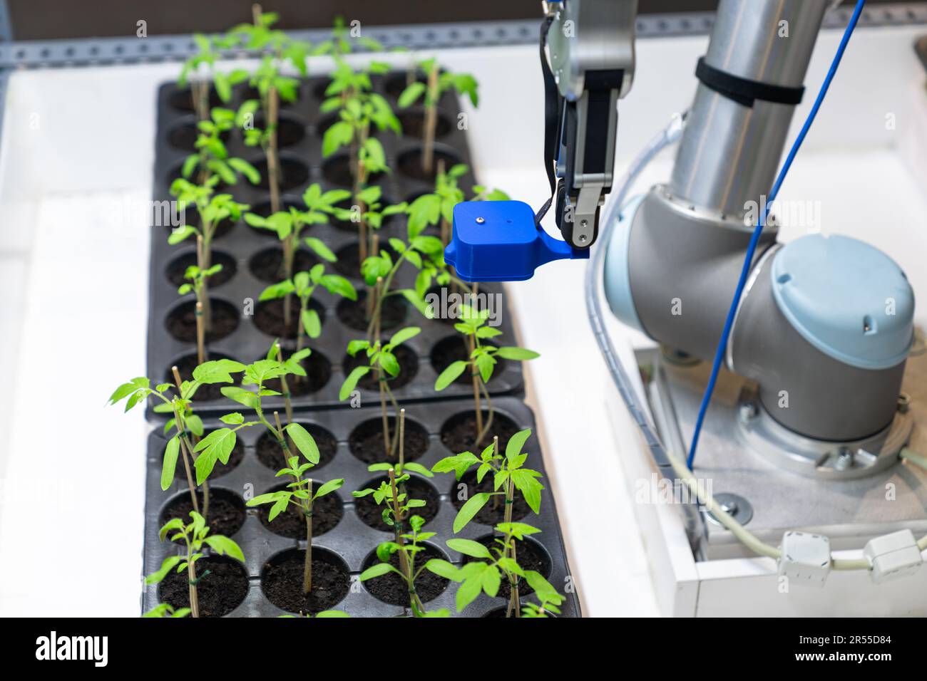 A robot in a greenhouse evaluates the quality of tomato seedlings using ...