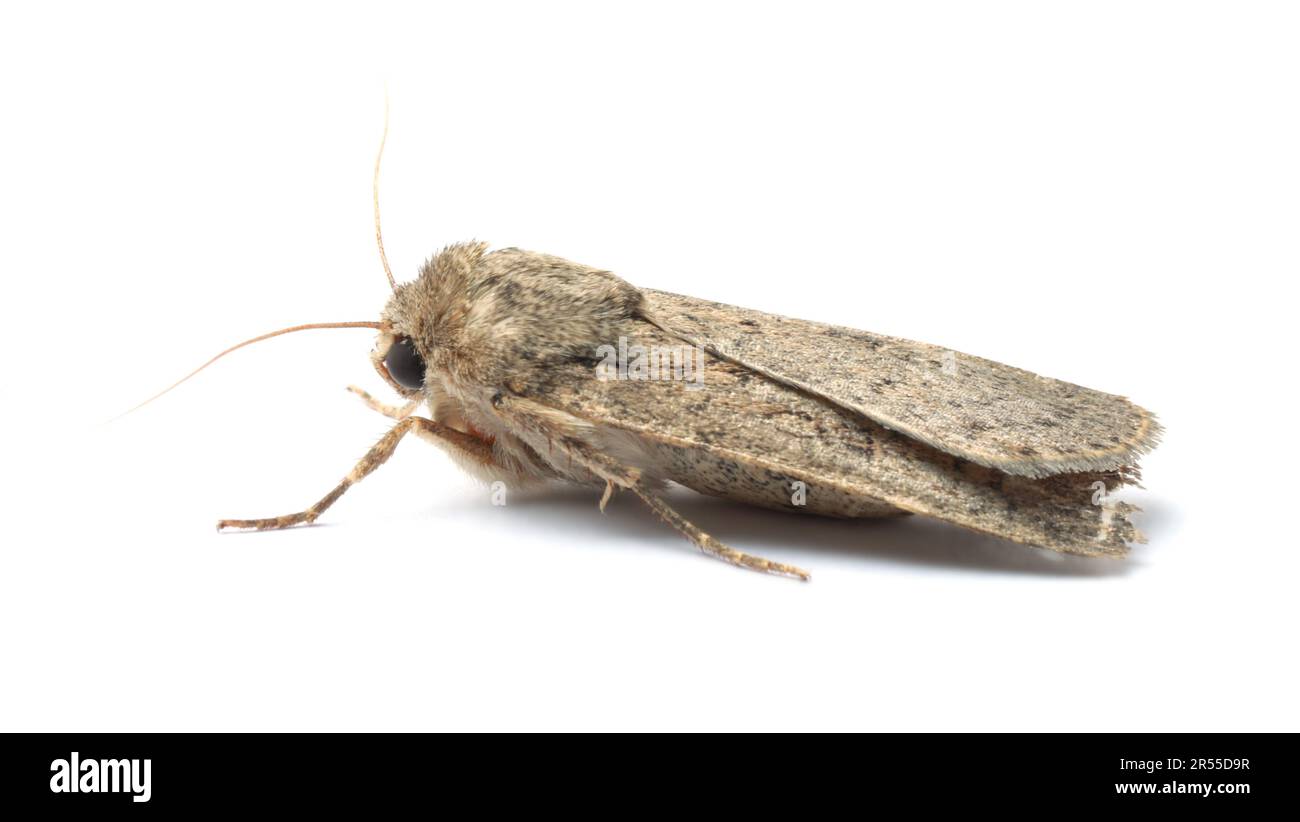 Brown house moth Cut Out Stock Images & Pictures - Alamy