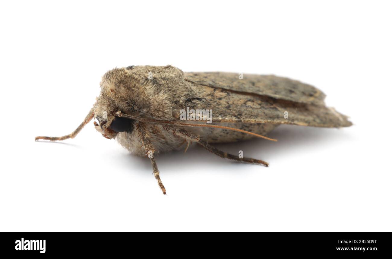 Grey moth isolated on hi-res stock photography and images - Alamy