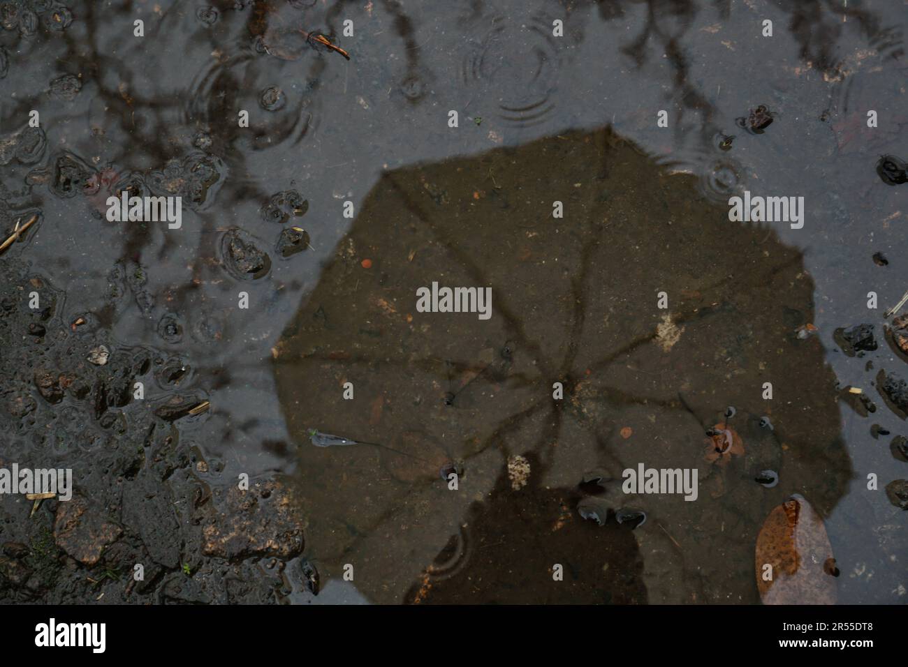 Puddle ground top view hi-res stock photography and images - Alamy