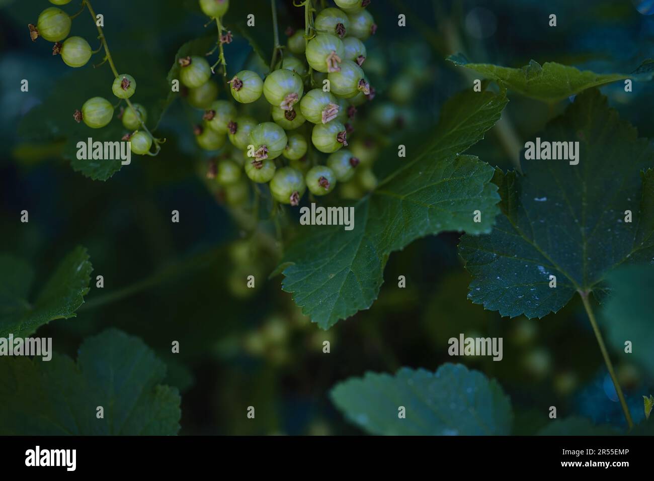 Green bush in fruits hi-res stock photography and images - Alamy