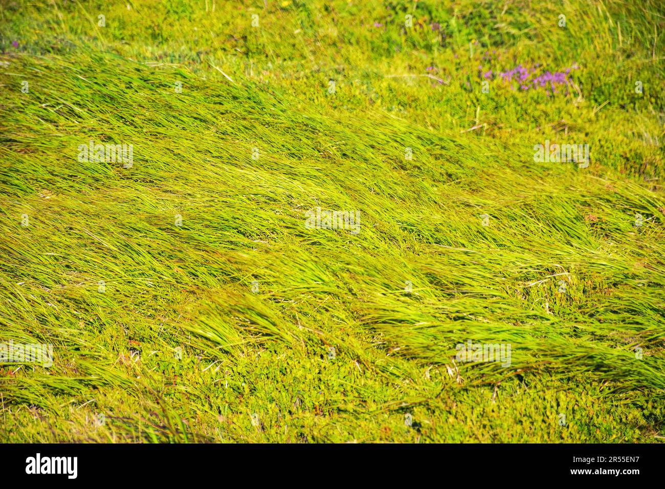 texture of grassy lawn in spring. backlit nature background Stock Photo ...