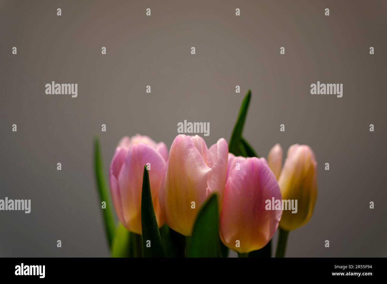 Pink tulips beautiful flower bouquet on a grey background Stock Photo ...