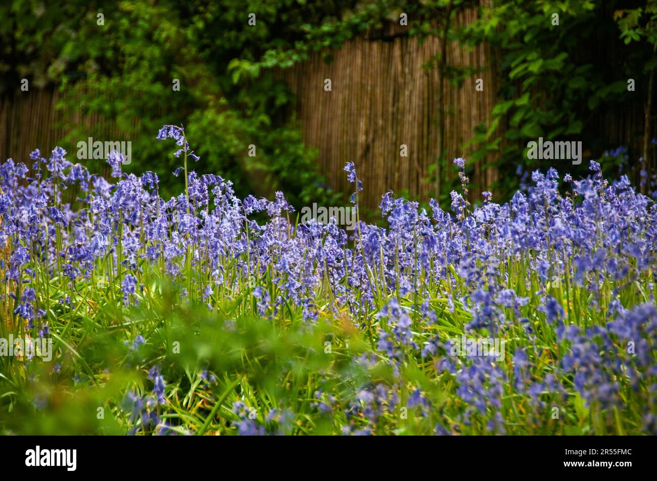 Around the UK - Bluebells in the Countryside Stock Photo - Alamy