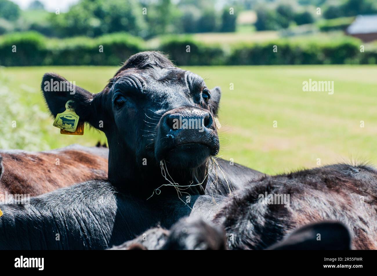 Around the UK - Wagyu cattle Stock Photo - Alamy