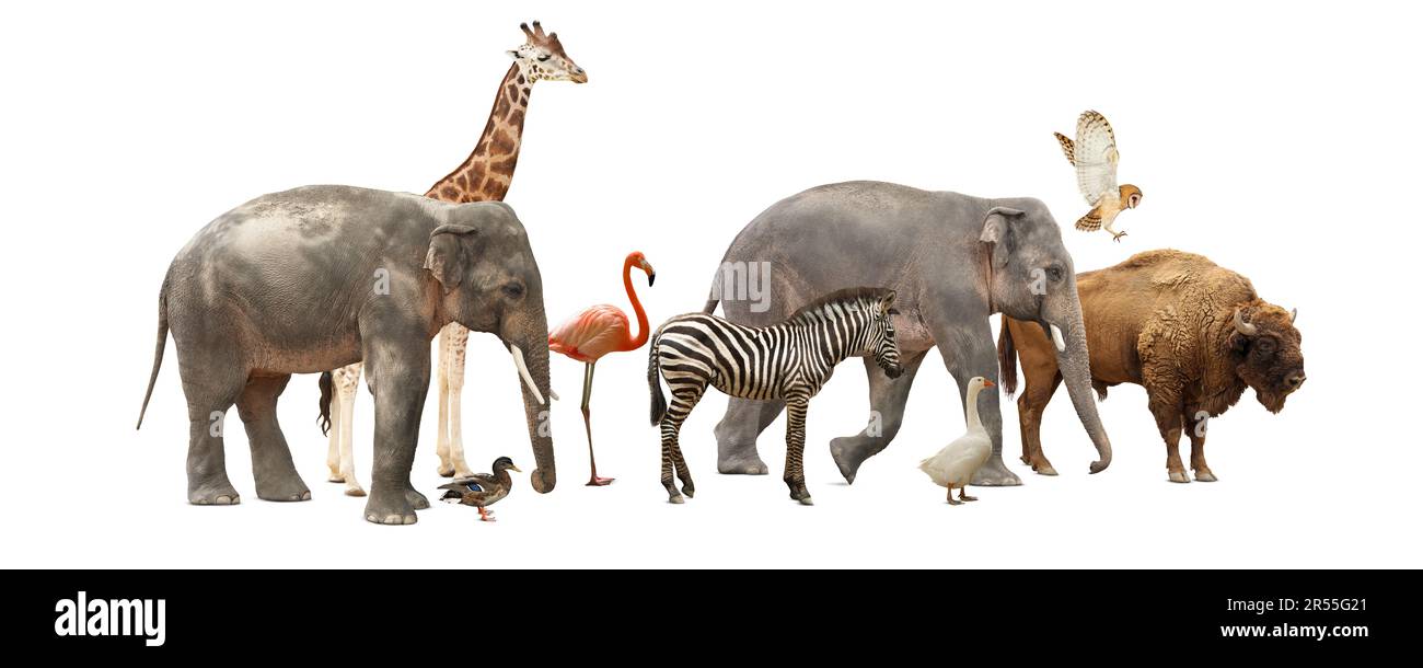 Different Wild Animals Together