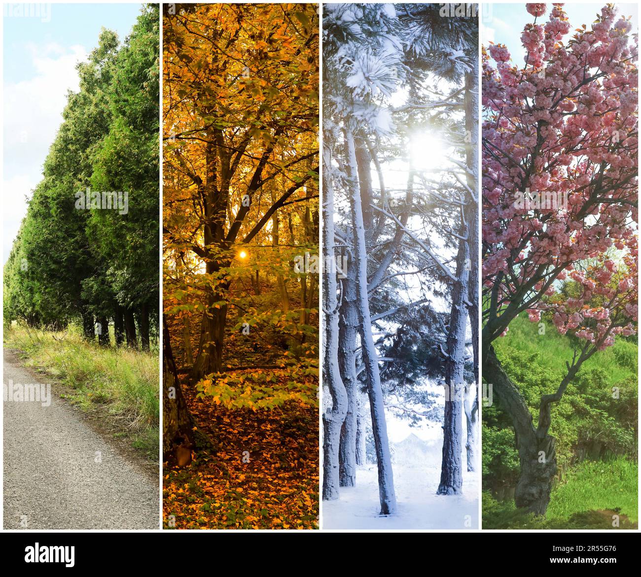 Four seasons. Collage design with beautiful photos of nature Stock ...