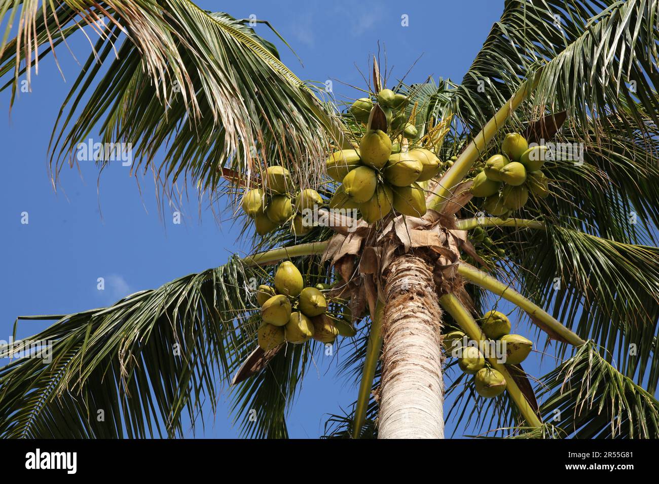 Coconuts growing on palm hi-res stock photography and images - Alamy