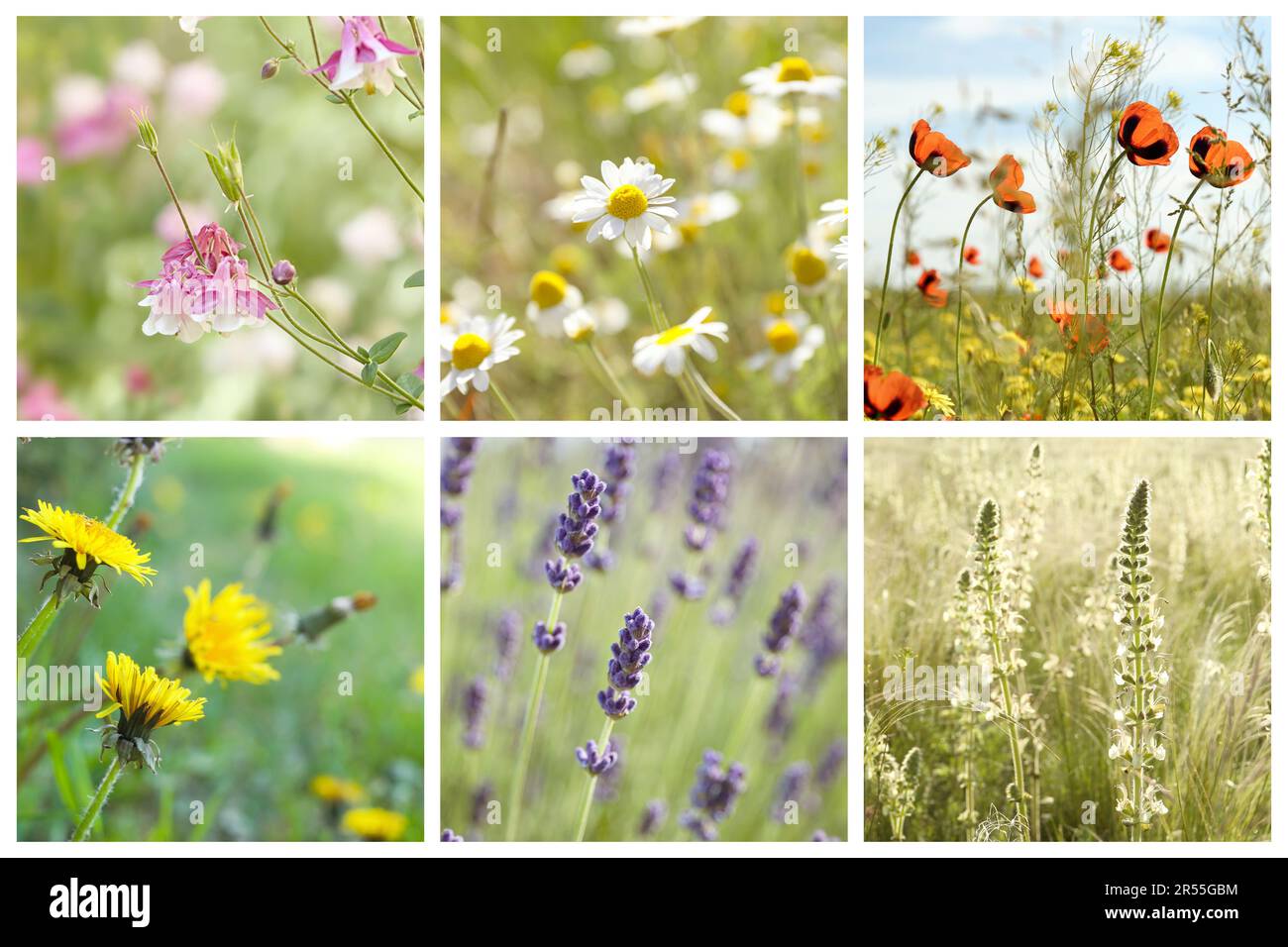 Meadow in spring many Cut Out Stock Images & Pictures - Alamy