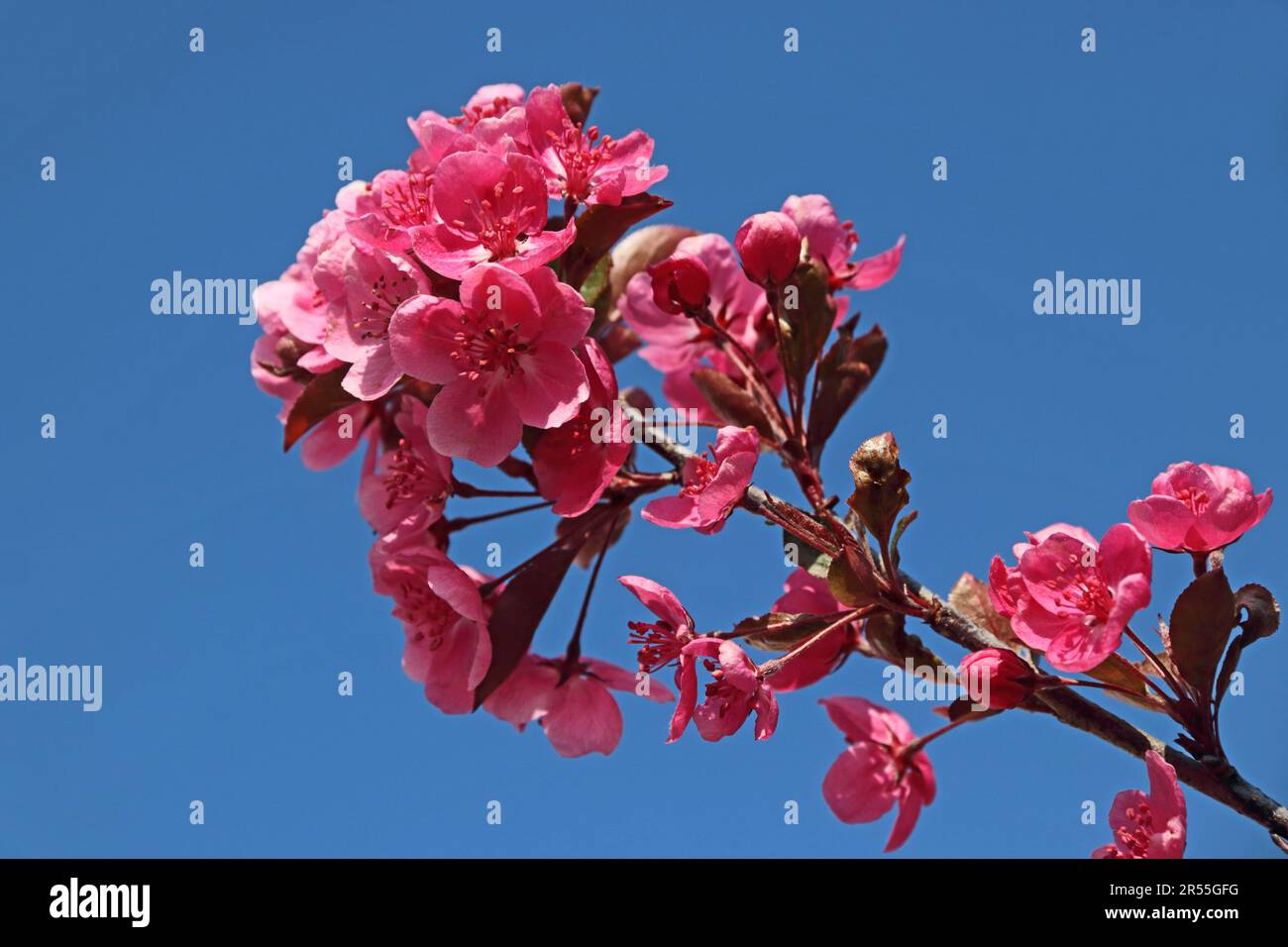 Blossom on Crab Apple tree (Malus Princeton Cardinal Stock Photo - Alamy