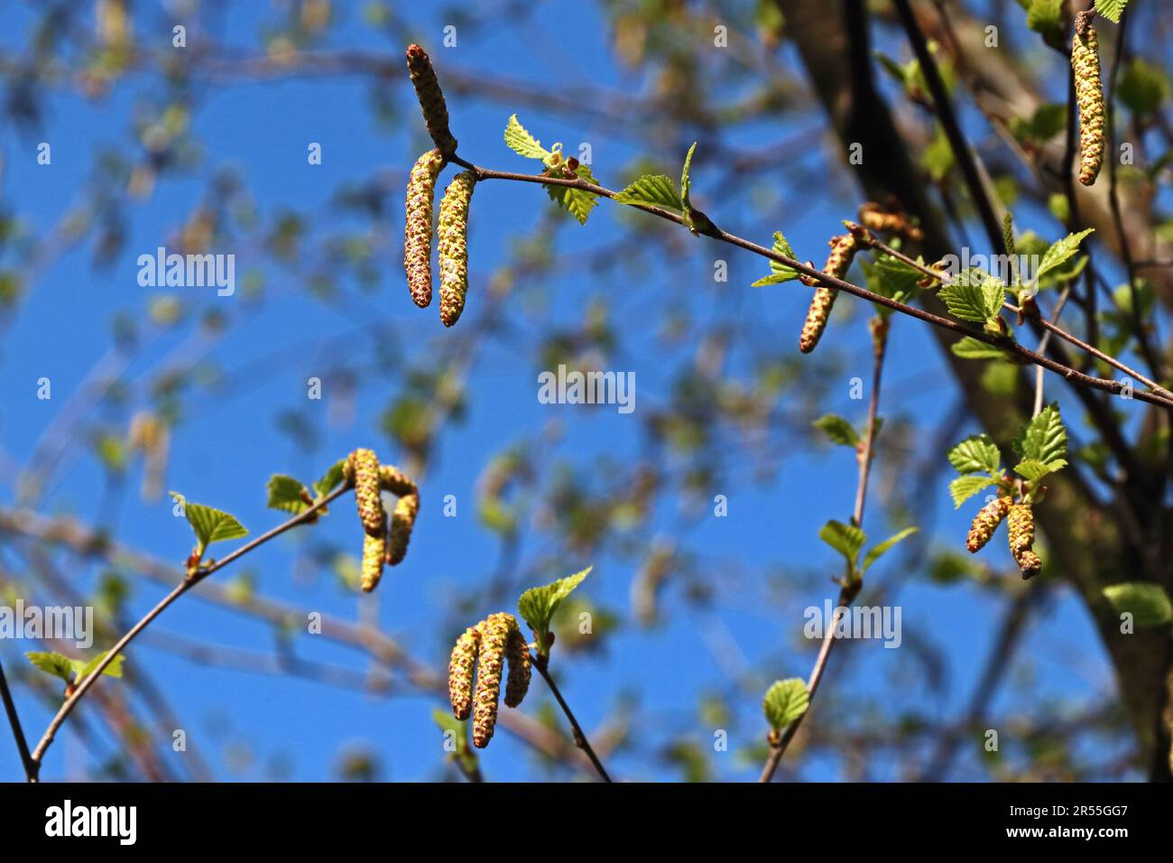 Birch tree flowers hi-res stock photography and images - Alamy