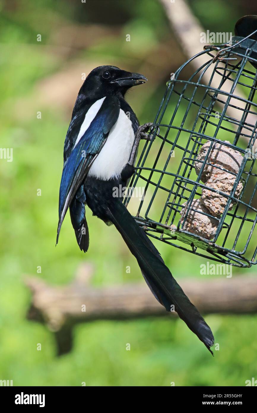 Fat feeder hi-res stock photography and images - Alamy