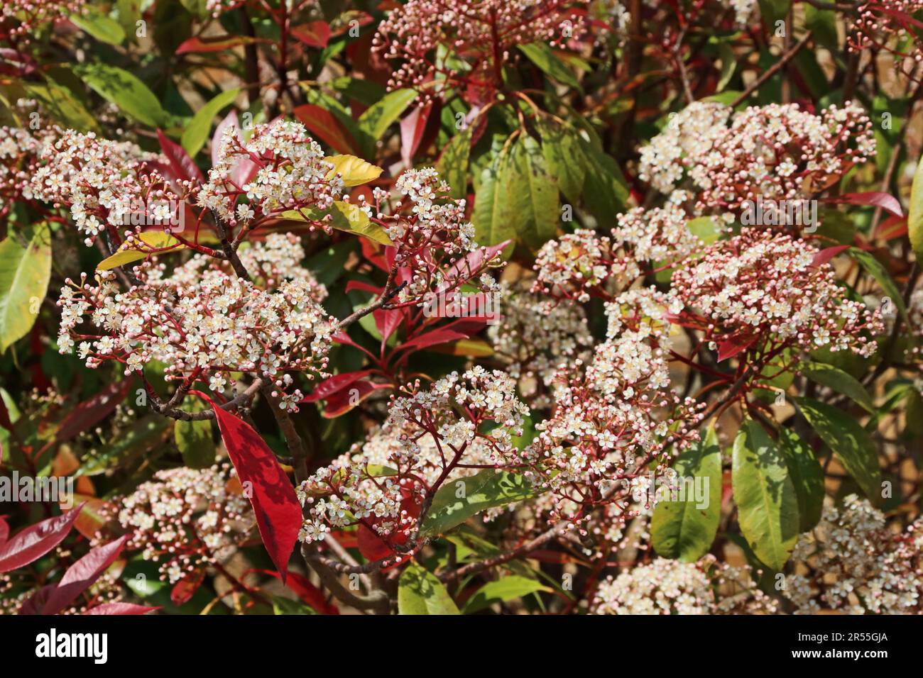 Photinia Red Robin flowers Stock Photo - Alamy