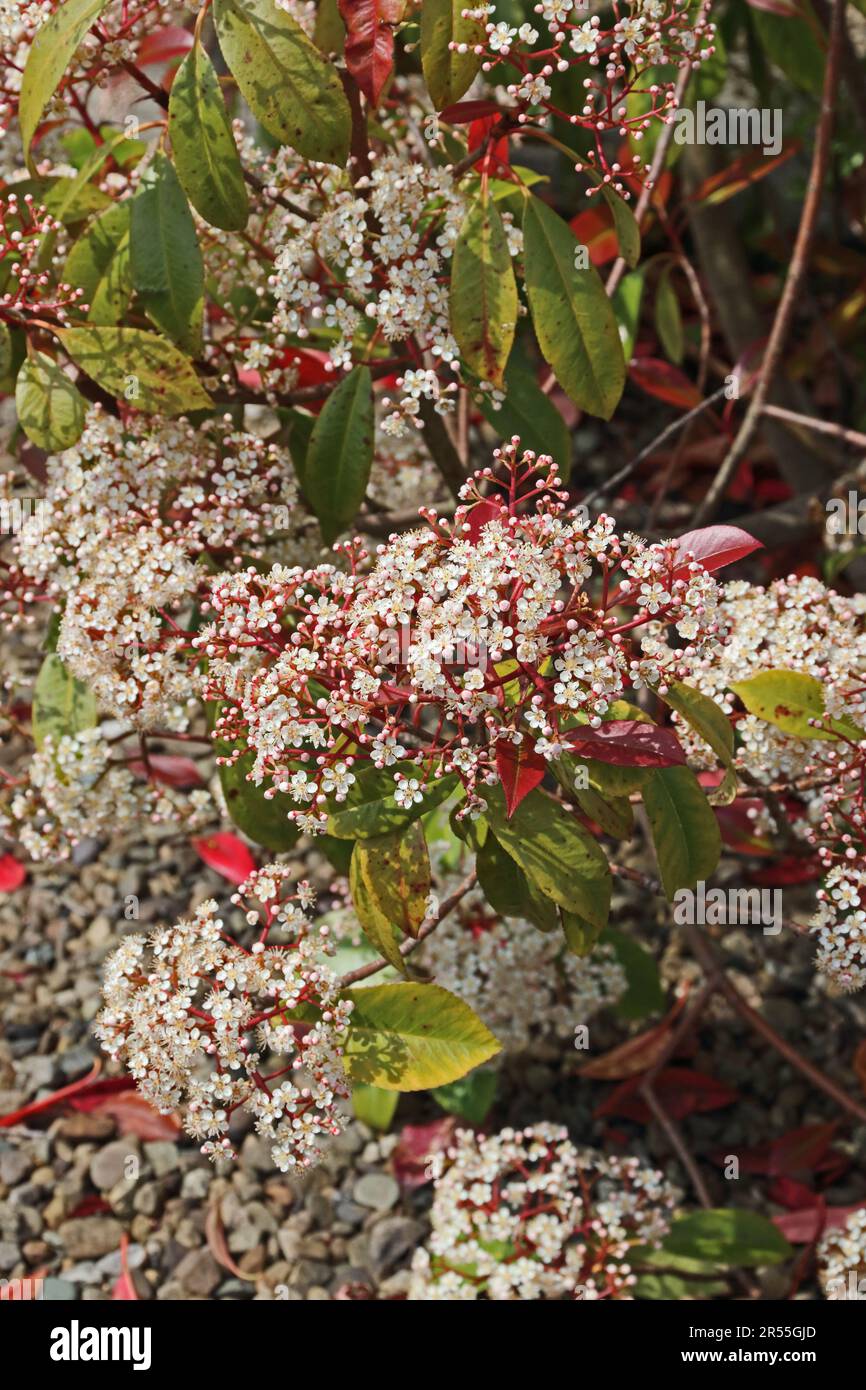 Photinia Red Robin flowers Stock Photo - Alamy