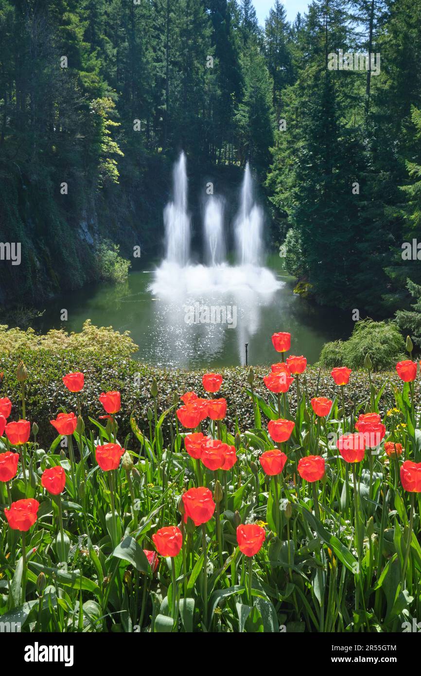 Ross Fountain at Butchart Gardens, Victoria, Vancouver Island, British ...