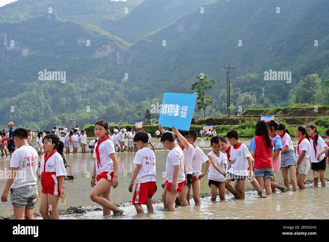 Students experience planting rice seedlings in the field to welcome the ...
