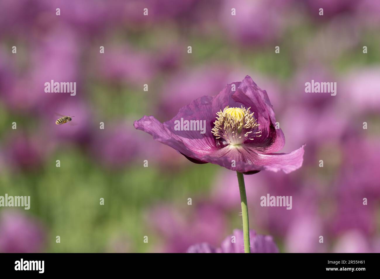 01 June 2023, Saxony, Großröhrsdorf: Winter poppy variety "Zeno Morphex ...