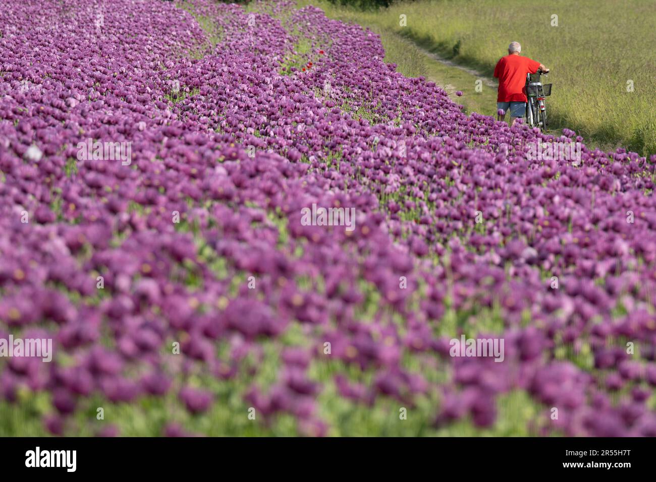 01 June 2023, Saxony, Großröhrsdorf: Winter poppy variety "Zeno Morphex ...
