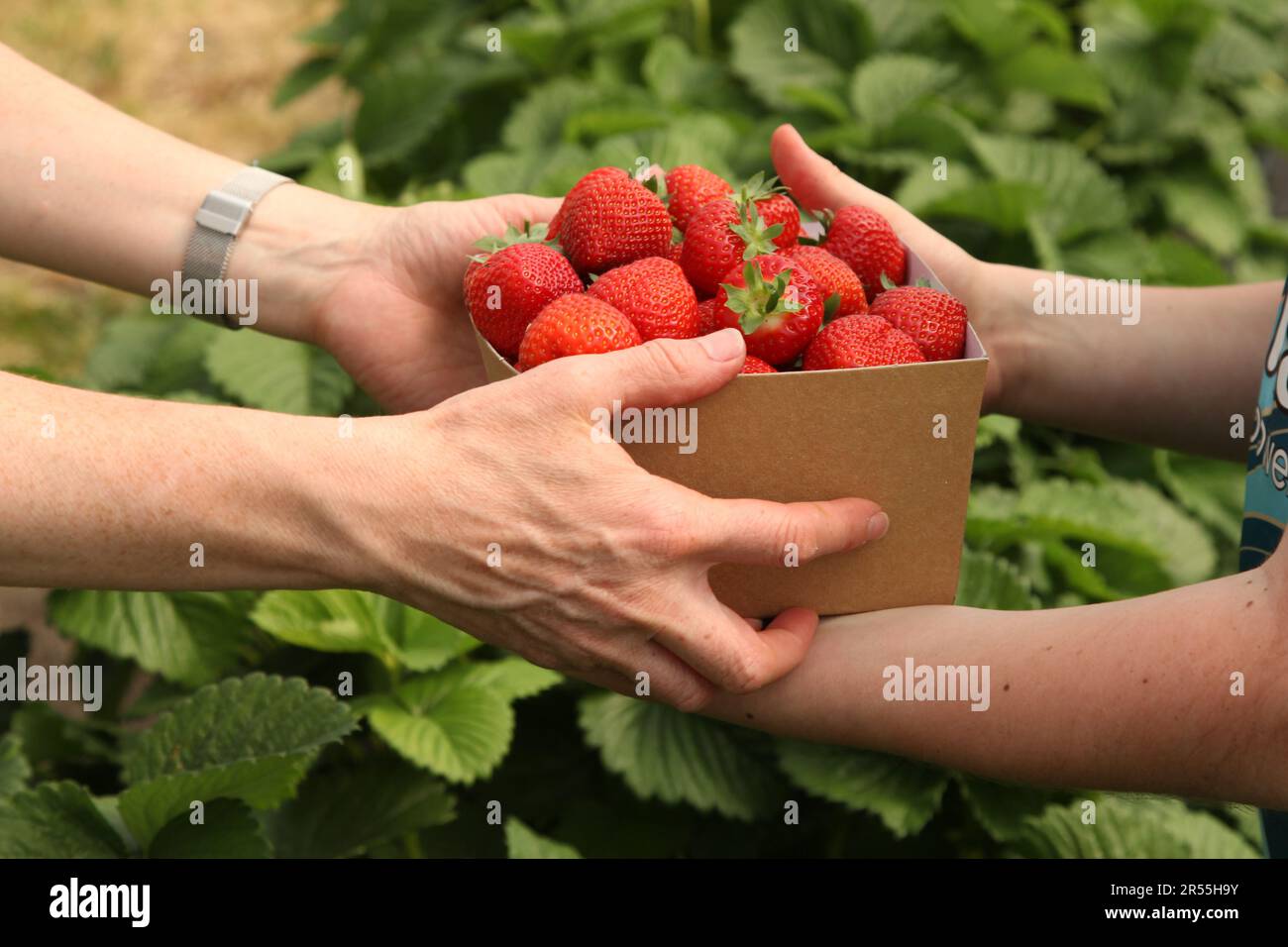 Strawberry picking at Garson Farm PYO, mother handing punnet to child ...
