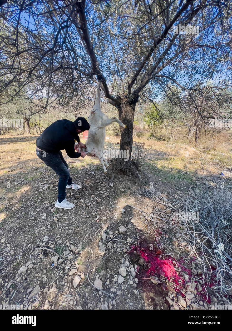 Man skinning goat hanging on tree. Greek Easter or Islamic Sacrifice ...