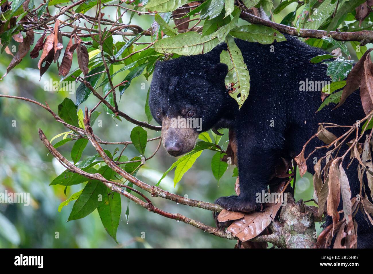 Sun Bear in Tree between leaves Stock Photo - Alamy