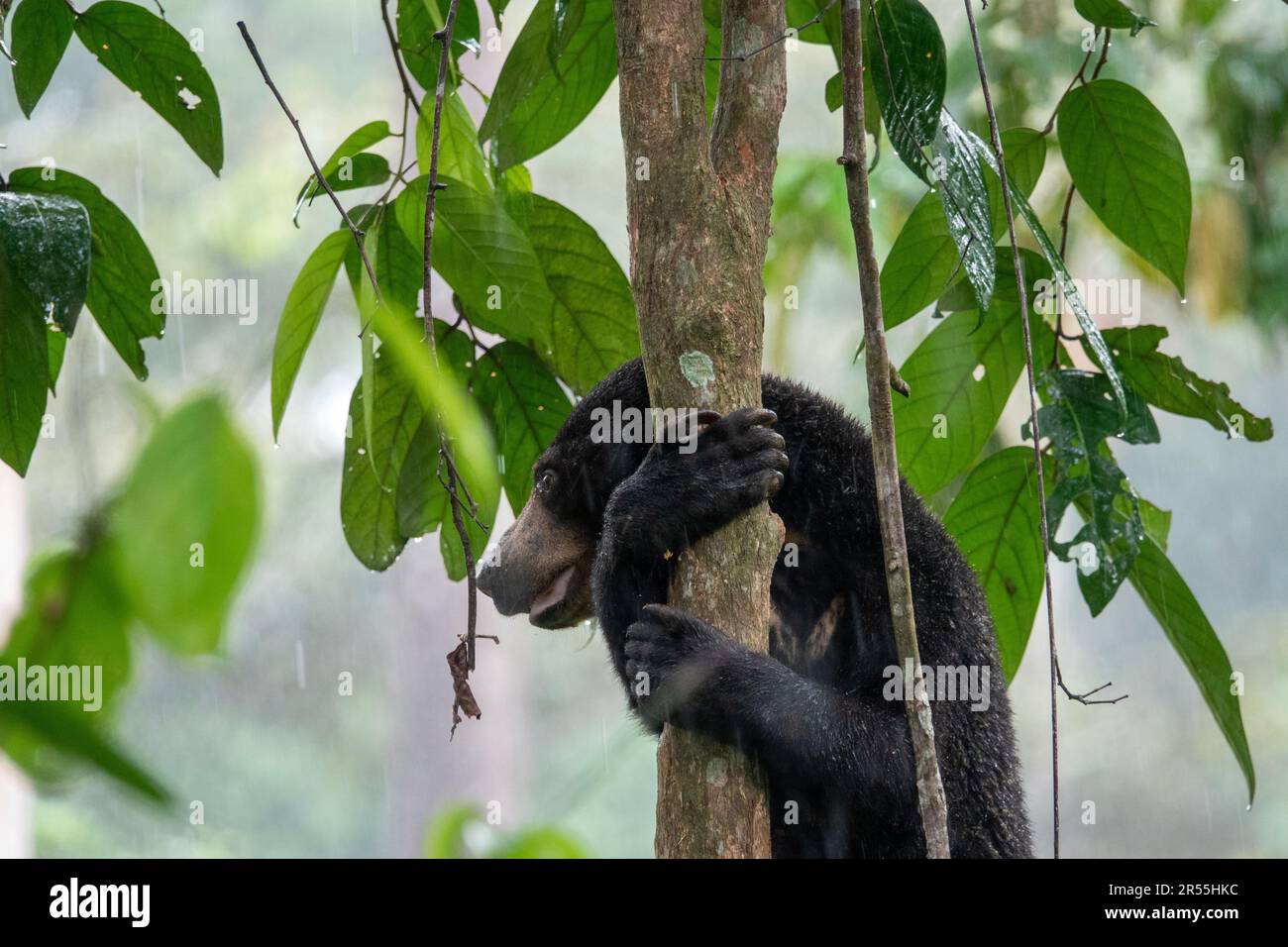 Borneo Sun Bear in tree between leaves Stock Photo - Alamy