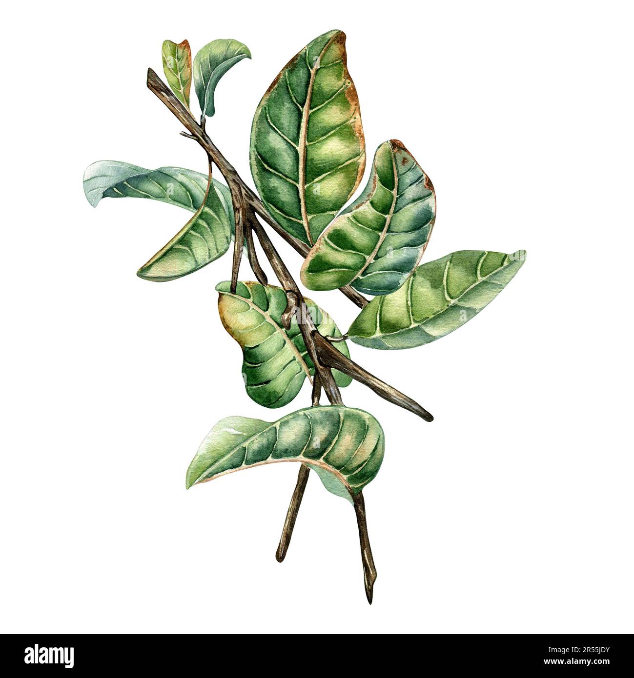 Branch of tree guava watercolor illustration isolated on white ...