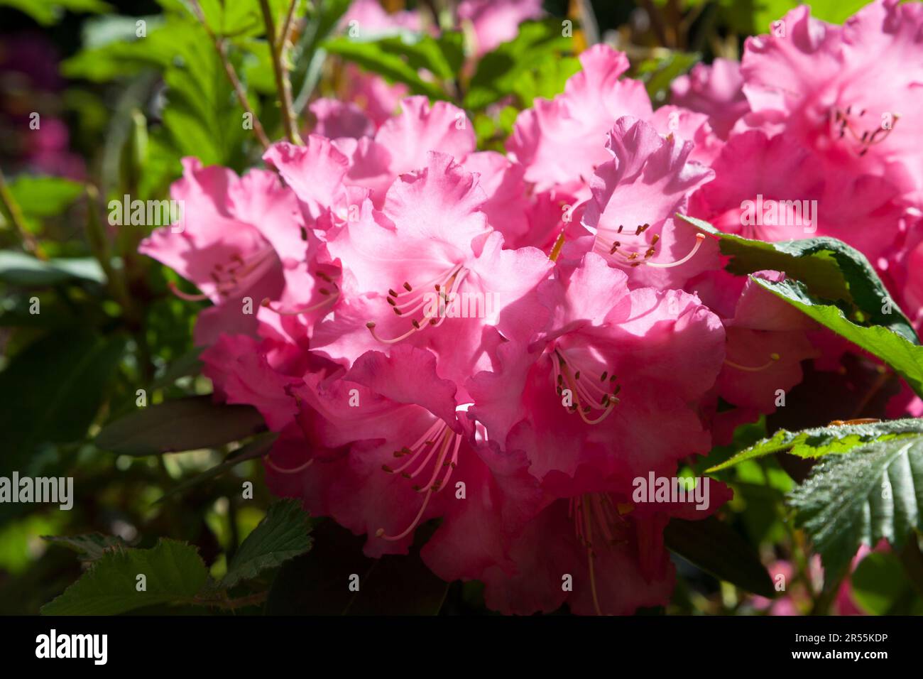 Pink rhododendron in spring sunshine Stock Photo - Alamy