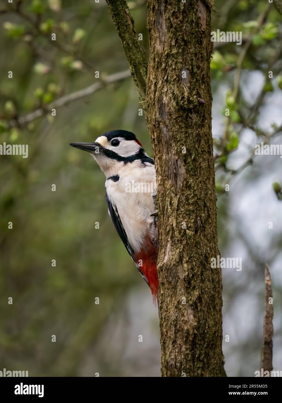 Woodpecker colours hi-res stock photography and images - Alamy