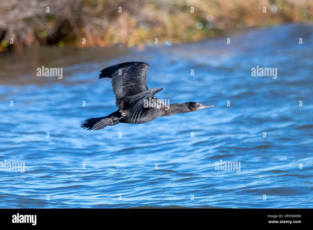 Little black cormorant taking off on Tuggerah Lake at Long Jetty ...