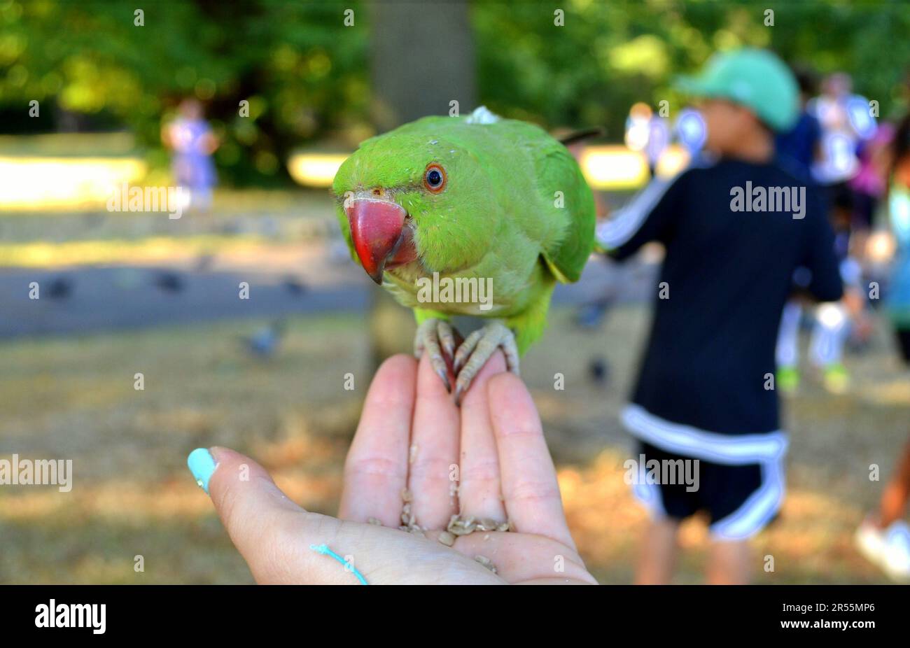 Pappagallo verde e curioso su mano di ragazza a Londra, Regno Unito ...