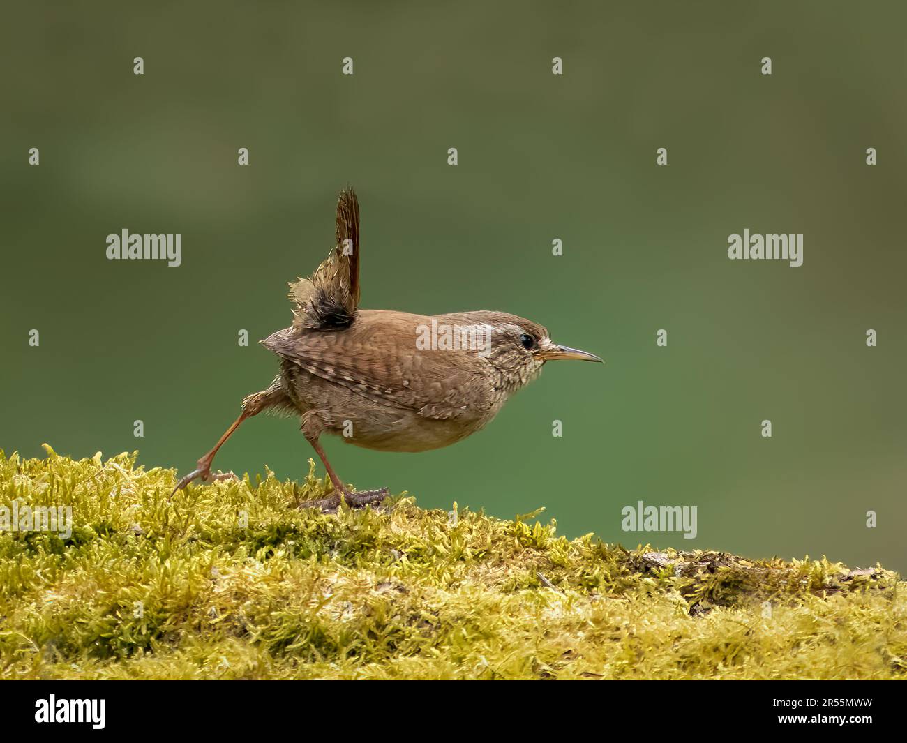 Animals of the woods hi-res stock photography and images - Alamy