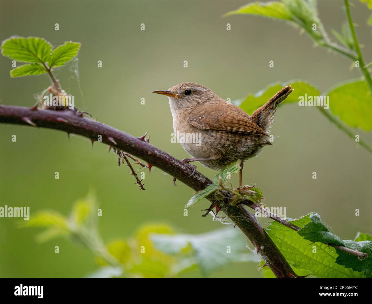Animals of the woods hi-res stock photography and images - Alamy