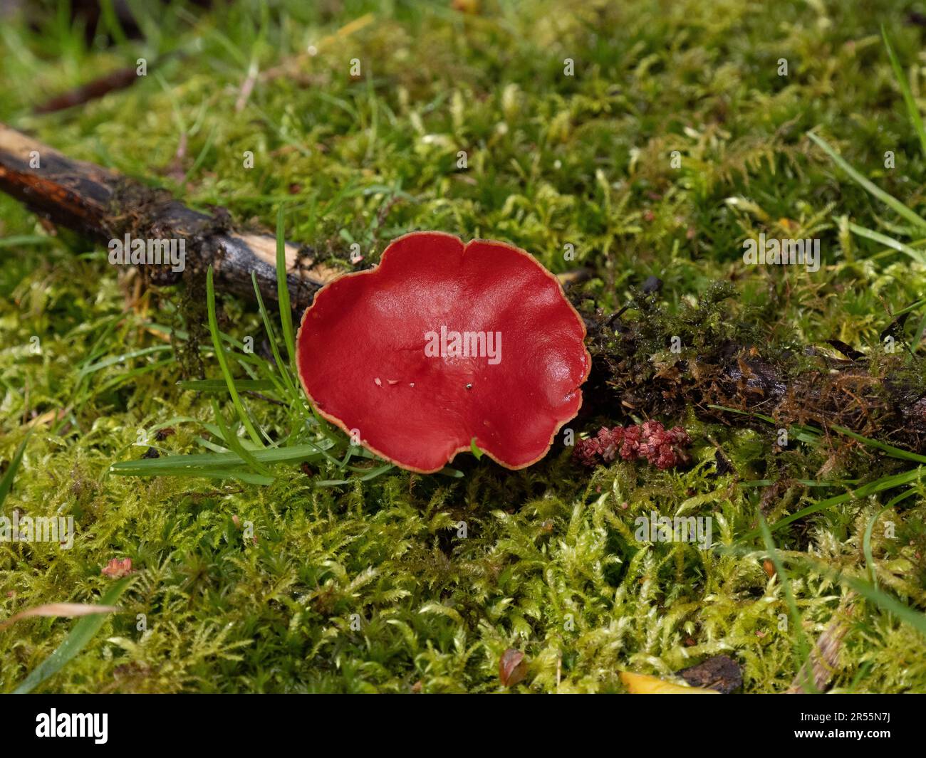 Scarlet Elf Cup Stock Photo - Alamy