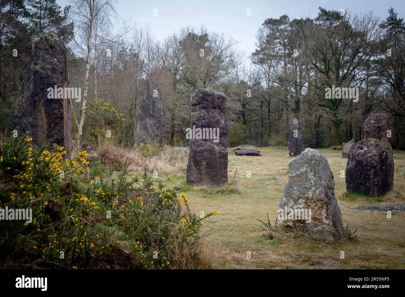 Broceliande Forest (Brittany, north-western France): menhirs, standing ...
