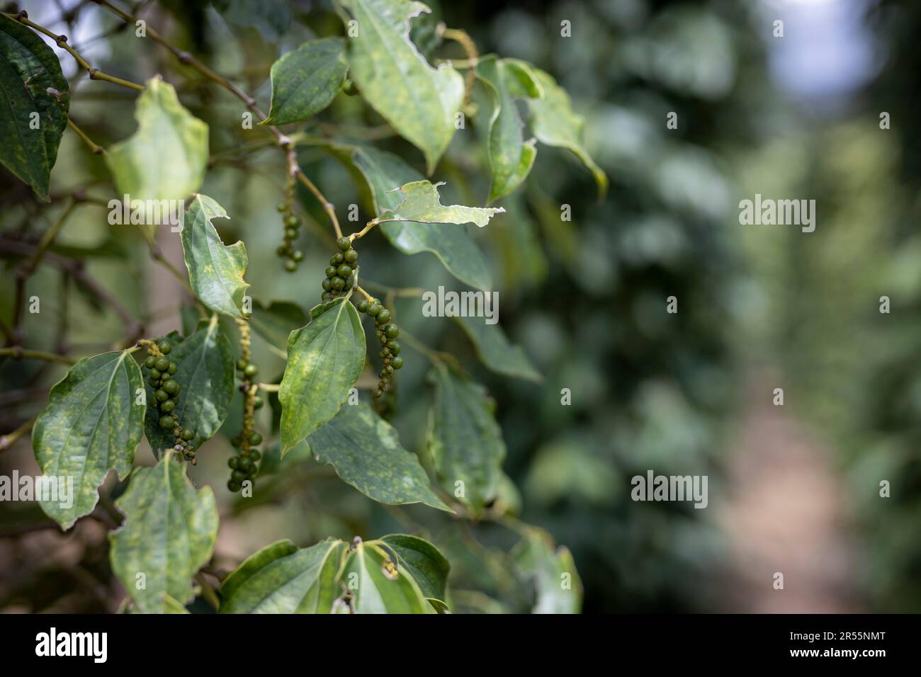Cambodia: Kampot pepper plants Stock Photo - Alamy