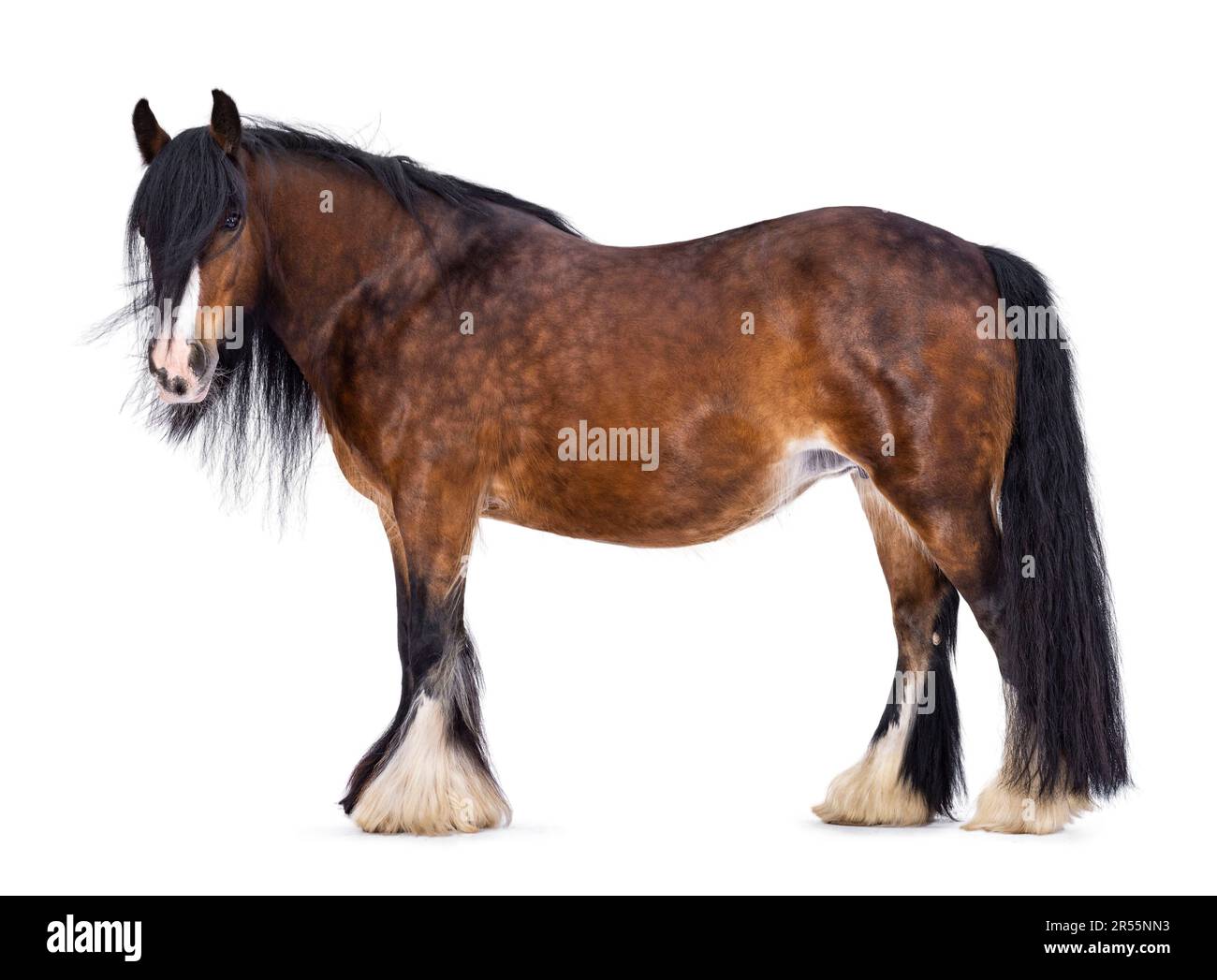 Brown Tinker aka Gypsy Cob horse standing side ways. Head slightly ...