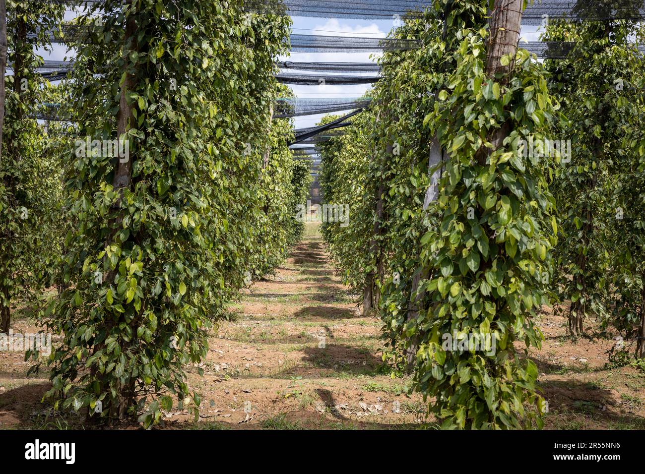 Cambodia: Kampot pepper plants Stock Photo - Alamy