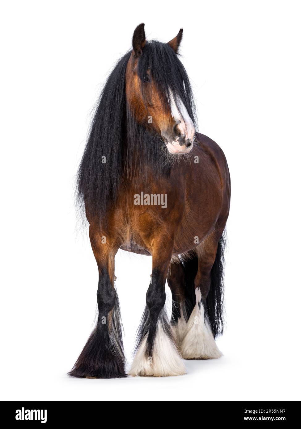 Black and white cob horse hi-res stock photography and images - Alamy