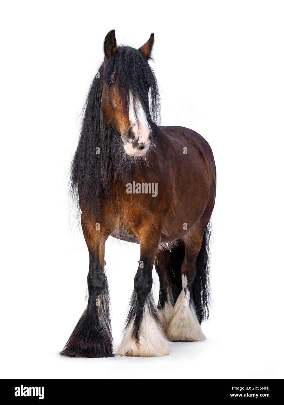 Brown Tinker aka Gypsy Cob horse standing facing front. Head slightly ...