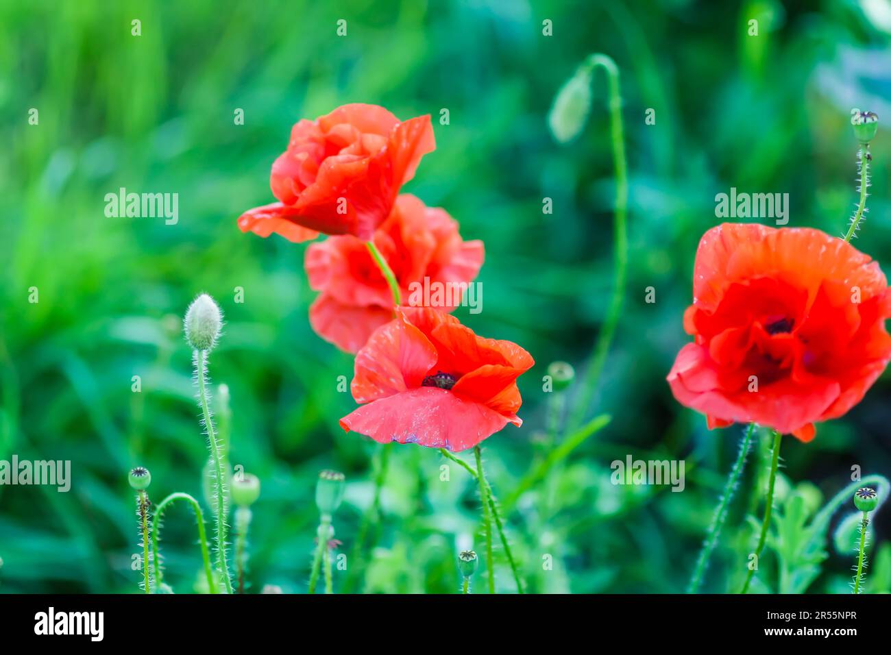 Poppy flower or papaver rhoeas poppy plants Stock Photo - Alamy
